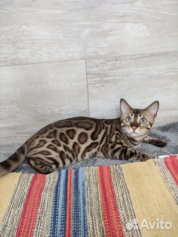 Бенгальская снежная кошка