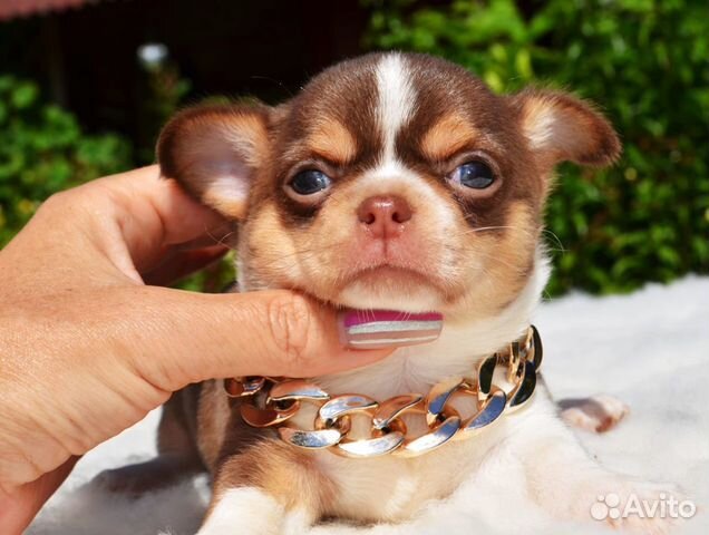 Чихуахуа нарядный малыш