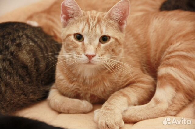 Котик Клайдик ищет дом