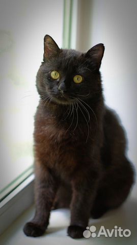 Самсон - кот-компаньон