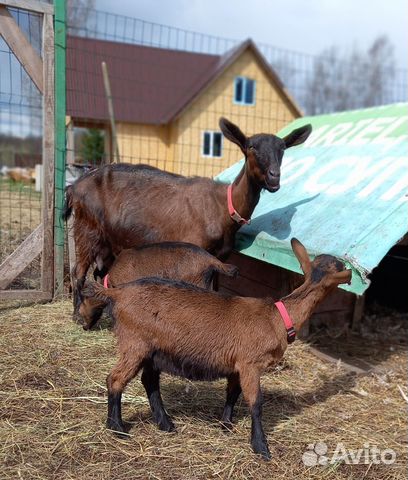 Козочка немецкая пестрая
