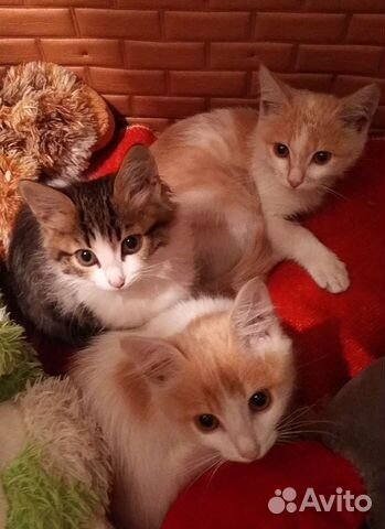 Котята в добрые руки бесплатно