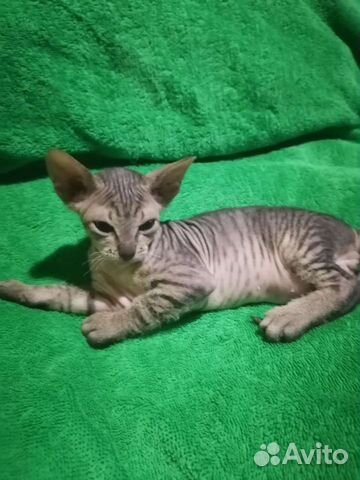 Донской сфинкс браш котята