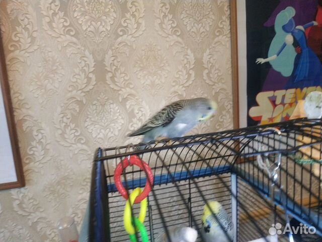 Волнистей попугаи-птенцы получехи