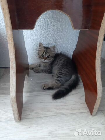 Британский котенок