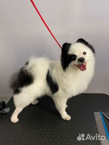 Породистый Шпиц ищет подругу