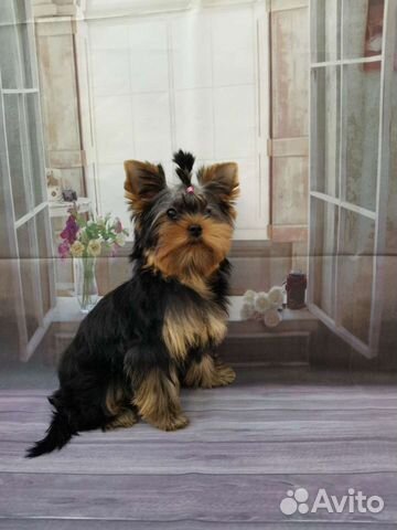 Йоркширский терьер мини беби фейс