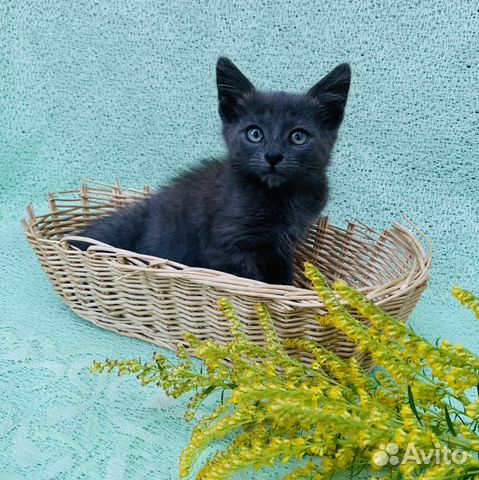 Дымчатая кошечка 2 месяца