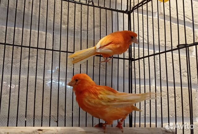 Кенара и канарейки