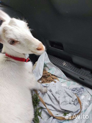 Отдам даром козочка зааненка