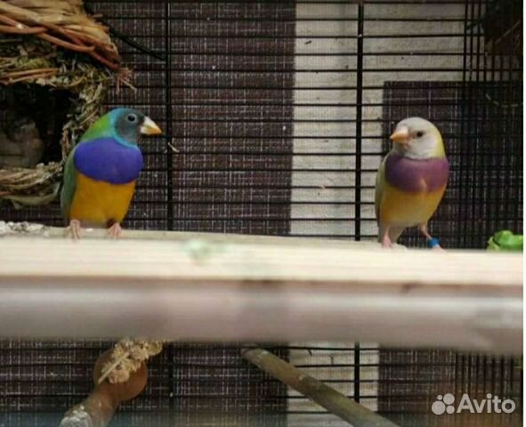 Амадины гульда продажа и обмен