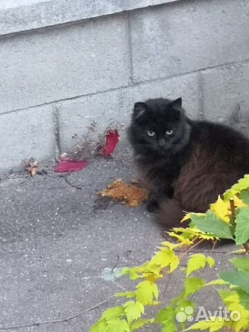 Кошка или кот в добрые дела