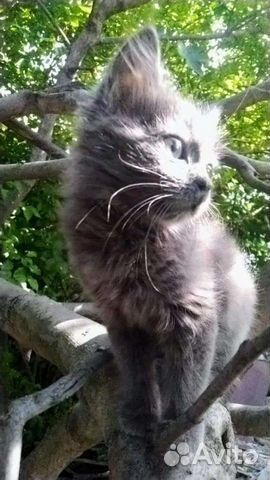 Котенок