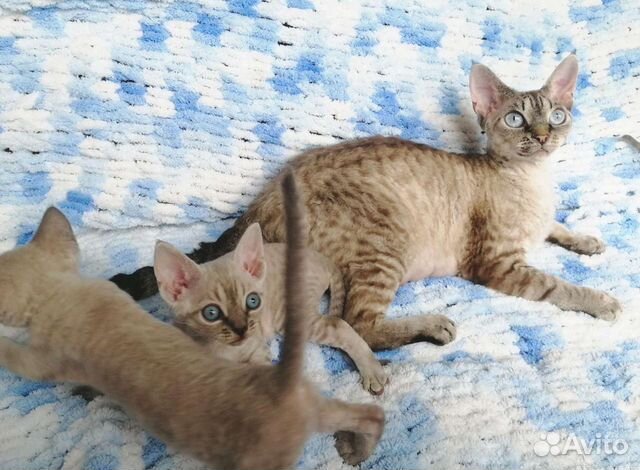 Резерв котят девон рекс