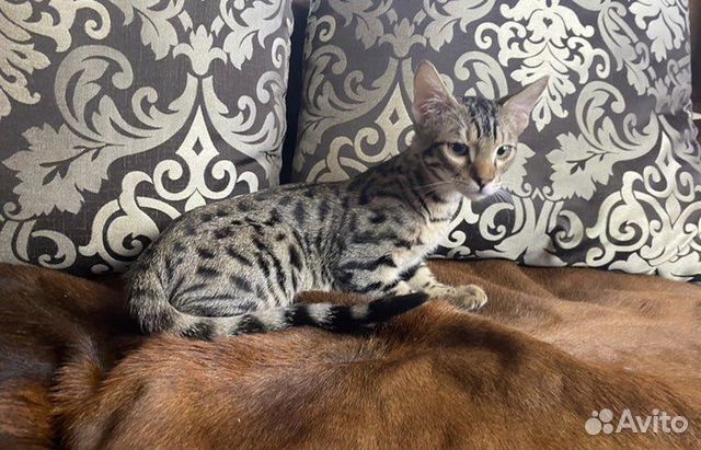 Саванна кошечка Янин