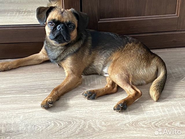 Отдам собаку пти брабансон