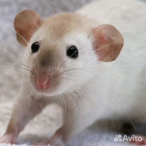 Продам крыску дамбо