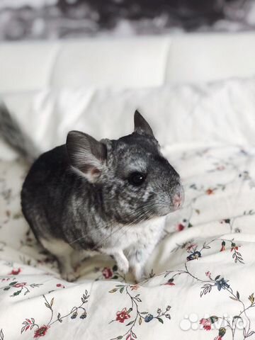 Шиншилла с витриной