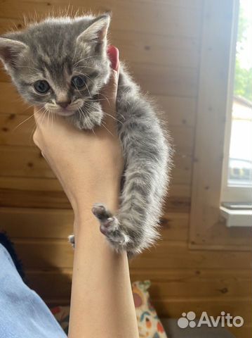 Британские котята