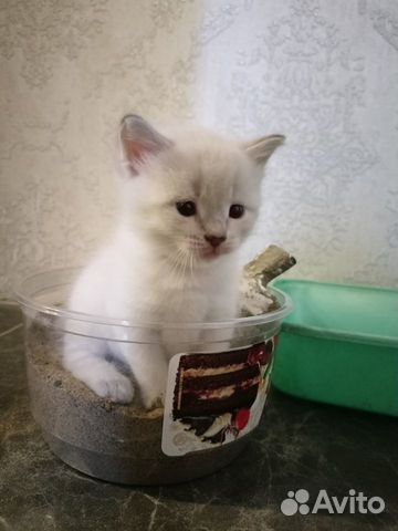 Отдам котят в добрые руки