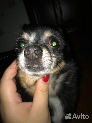 Чихуахуа мальчик ищет новый дом