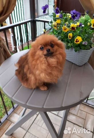 Шпиц той девочка