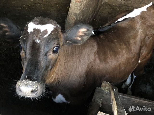 Продаётся бычек