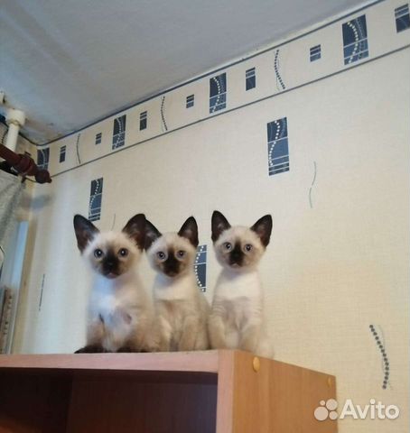 Сиамские котята