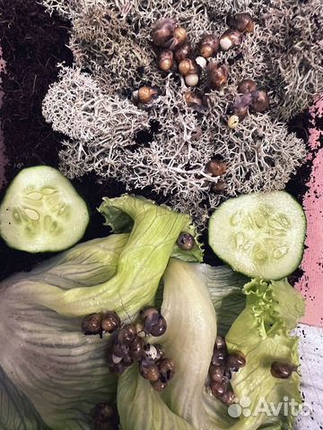 Улитки ахатины