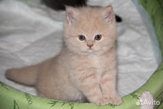 Британские котята, кремовый котик