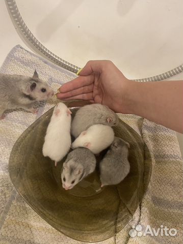 Сирийские хомячки в добрые руки