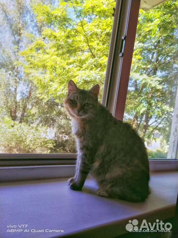 Мадам Софа ищет свою семью