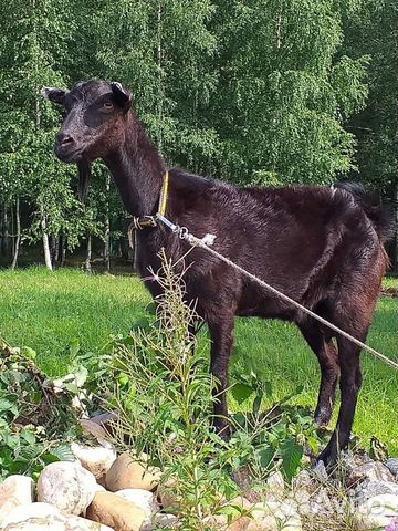 Козлята орловской породы
