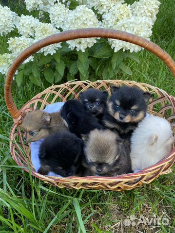 Малыши карандаши