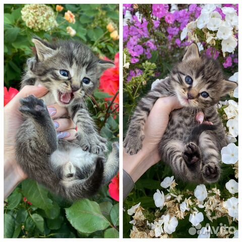 Котята бесплатно