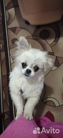 Отдам щенка в хорошие руки