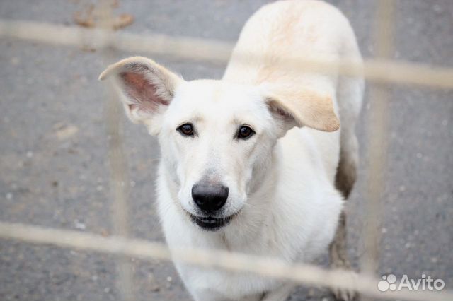 Ласковая собаня ждет своих хозяев в приюте