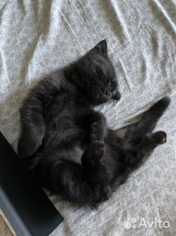 Шотланский вислоухий котенок