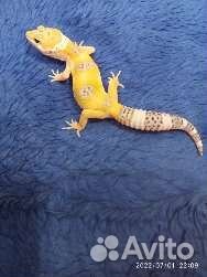 Эублефар геккон