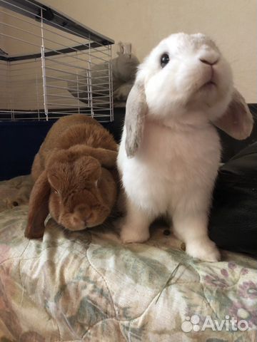 Декоративные кролики в добрые руки