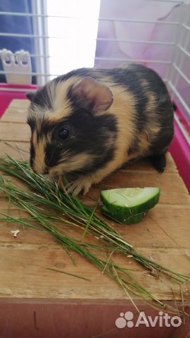 Морская свинка калифорния