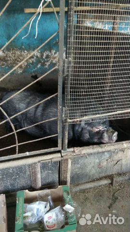 Вьетнамск вислобрюхий хряк производный