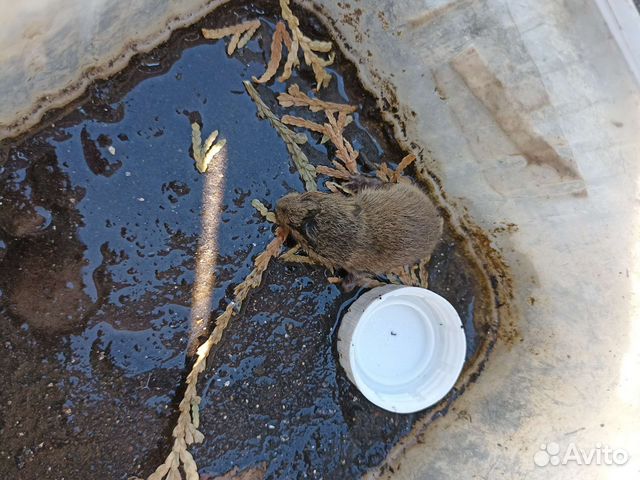 Мышонок со сломанной лапкой нуждается в помощи