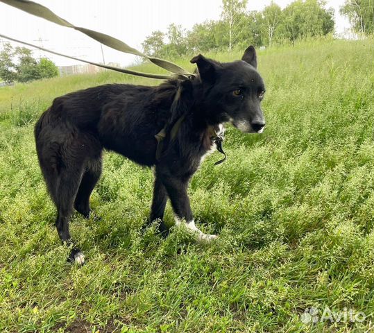 В приюте он просто медленно умирает