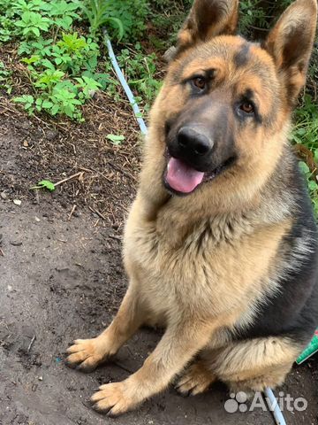 Отдам пса Немец