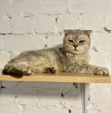 Котодети из приюта ищут своих родителей