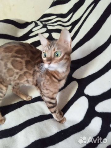 Бенгальская кошка