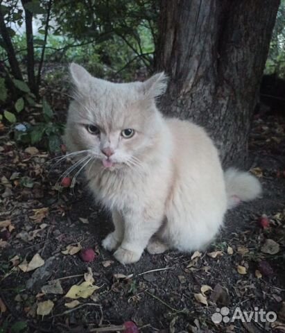 Кот в добрые руки