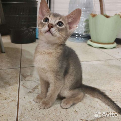 Абиссинская