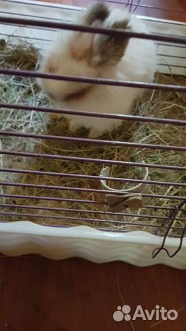 Декаративный кролик